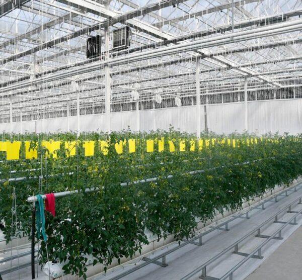 Common Cultivation Patterns In Greenhouses | Zirhero- Best Growing ...