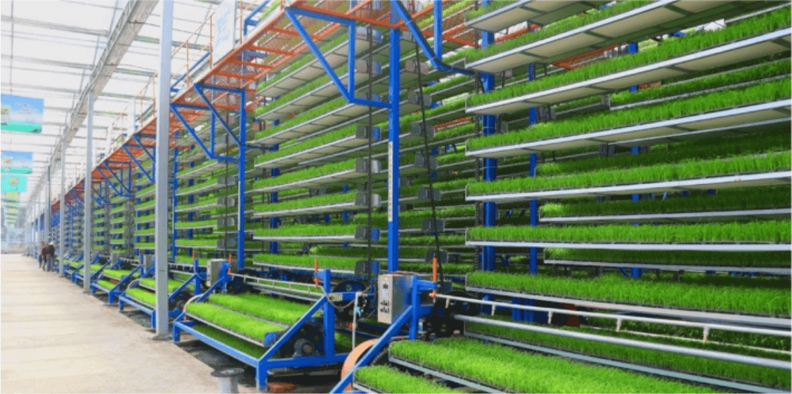 Indoor Vertical Barley Growing System – Efficient Hydroponic Solution