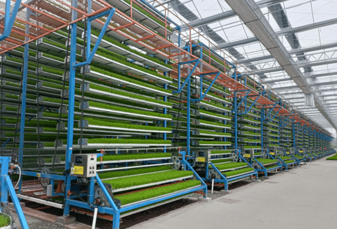 Indoor Vertical Barley Growing System – Efficient Hydroponic Solution