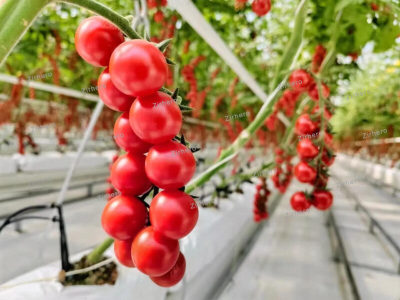 The smart greenhouse tomatoes here are grown in a “technological style ...